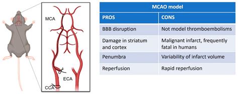 Cells Free Full Text Translational Stroke Research Review Using