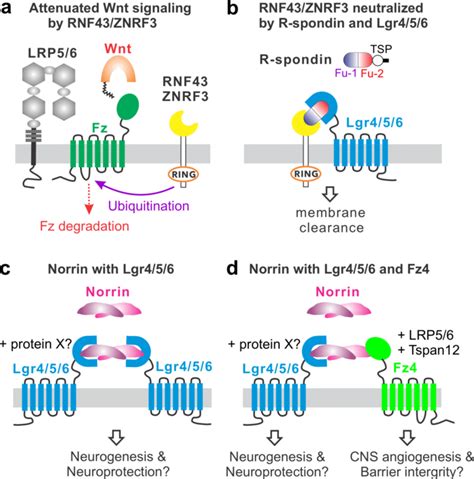 Regulation Of Wnt Signalling And Proposed Signalling Modules A Wnt