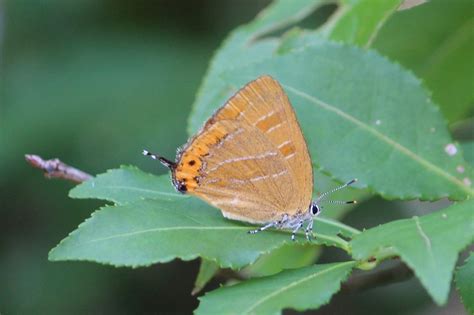 アカシジミ珍しい生態写真や見分け方生息地食草越冬亜種などを解説 蝶と昆虫のWEBメディア