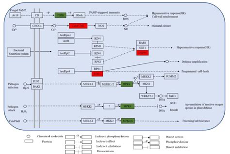 Part Of The Metabolic Pathways Involved In Defense Responses In Apples