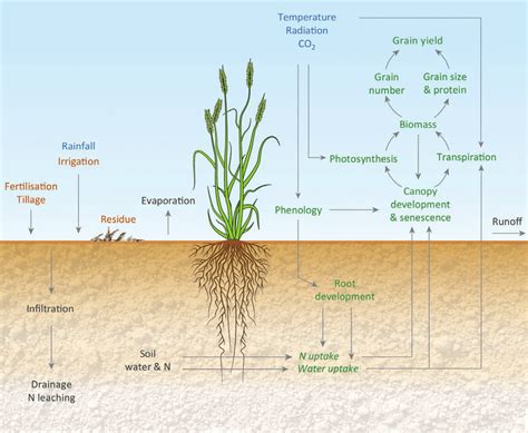 crop model schematic showing the key processes involved in crop growth download scientific