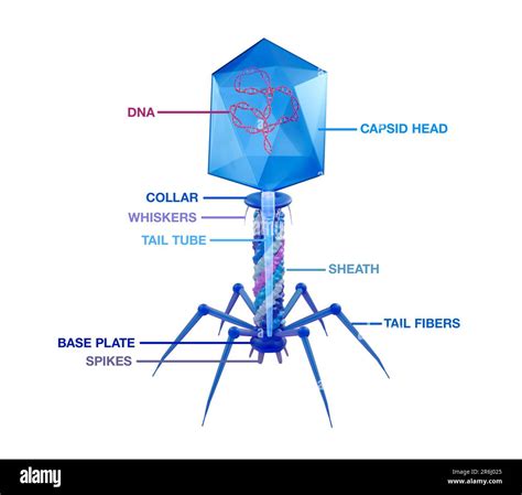 T4 Estructura bacteriófago ilustración Fotografía de stock Alamy