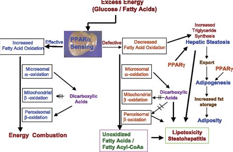 PDF Lipid Metabolism And Liver Inflammation II Fatty Liver Disease
