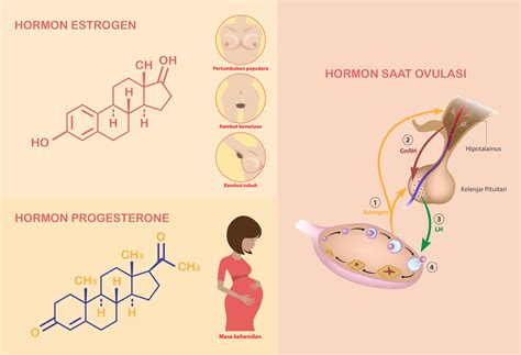 Begini Proses Menstruasi Setiap Bulannya