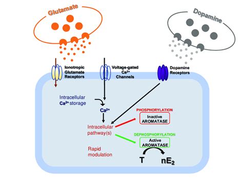 Schematic Cartoon Representing The Post Translational Mechanisms