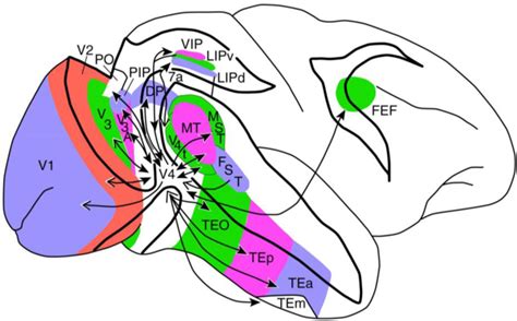 sensors free full text visual pathways serving motion detection in the mammalian brain