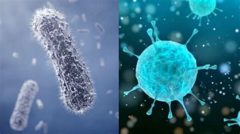 The 5 Essential Differences Between Viruses And Bacteria You Need To Know