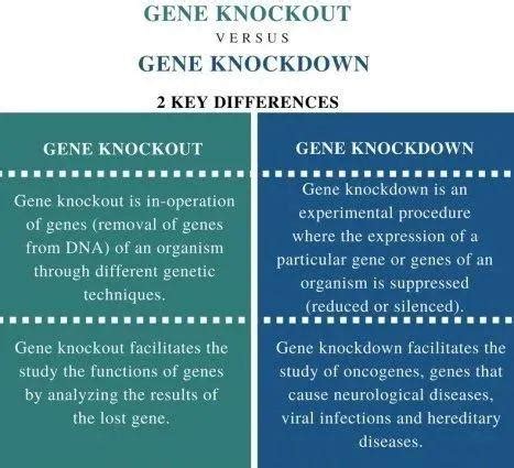 Knockout vs Knockdown 知乎