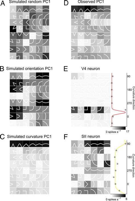 analogous intermediate shape coding in vision and touch pnas
