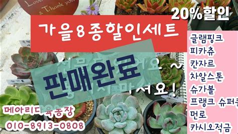 메아리다육농장 가을맞이 8종 할인 세트 YouTube