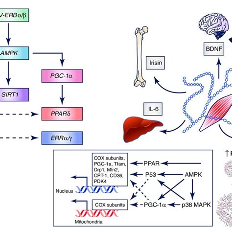 Multiple Tissues And Organ Systems Are Affected By Exercise Initiating