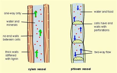 Diagram The Structures Of Xylem And Phloem Difference Betwee