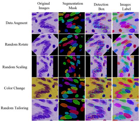 cells free full text multi path dilated residual network for nuclei segmentation and detection