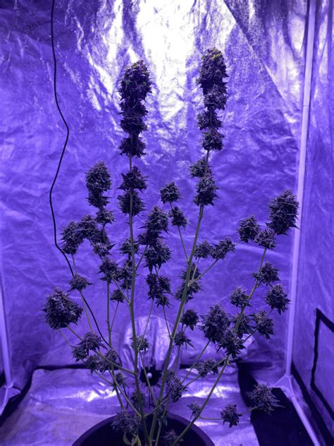 Is She Gonna Stop Growing Friend Of Mine Cut The Leaves Off Thinking It Was Ready To Harvest