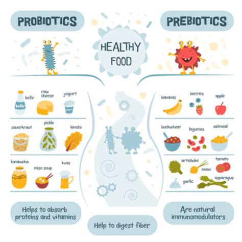 Best Time To Take Probiotics And Prebiotics At Dean Treadway Blog