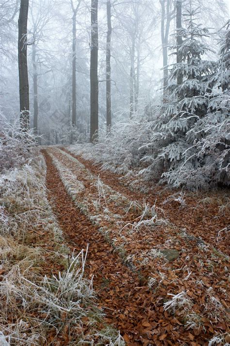 户外景色冬季雪后林间小路摄影图图片 包图网