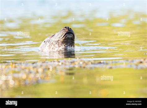Common Seal Near Applecross Scotland Stock Photo Alamy