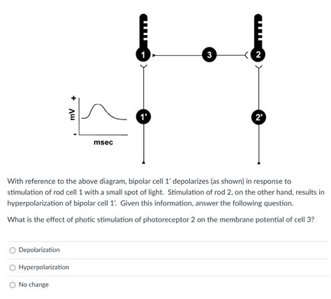 Solved With Reference To The Above Diagram Bipolar Cell 1 Chegg