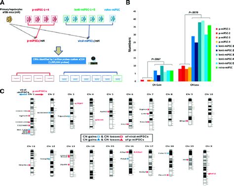 identification and comparison of copy number variants cnvs from download scientific diagram