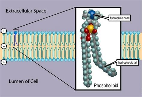 Lipid Structure Diagrams Phospholipid 7 3 Lipids Mic