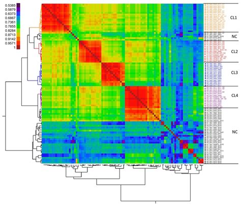 Heat Map And Dendrogram Illustrating Genetic Diversity Of 95 Unique