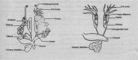 Diagram Of Frog Reproductive System