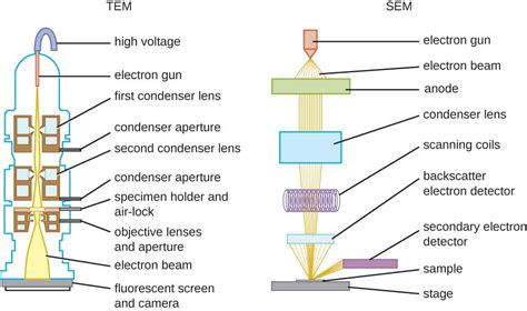 Scanning Electron Microscope Schematic Scanning Electron Mic