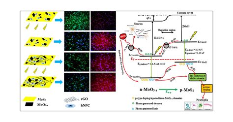 Controlled Differentiation Of Human Neural Progenitor Cells On