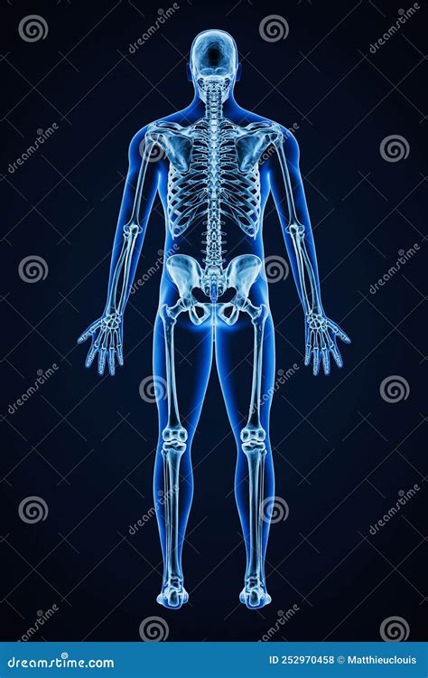 Accurate Xray Of Posterior View Of Full Human Skeletal System With