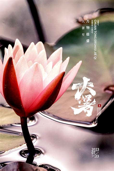 荷花大暑节气海报 素材CNN