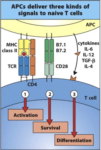 T Cell Activation Effector Function T Cell Mediated Immunity