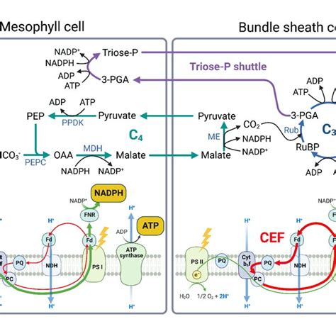 Schematic Representation Of Metabolic Top Part And Light Bottom