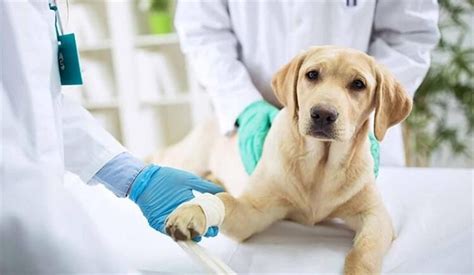 Tìm hiểu về Chó Thiến Tất cả thông tin cần biết về loài chó đặc biệt này