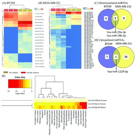 The Altered MiRNA Pattern In TNBC Cell Lines As An Effect Of MiR 29b 3p