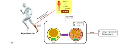 The General Role Of Irisin Physical Exercise Induces Irisin During