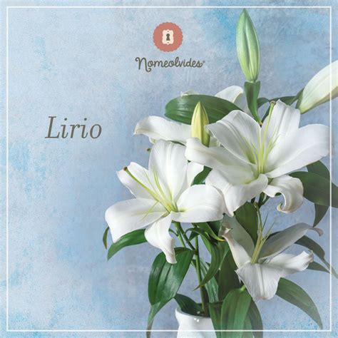 Presentamos Una Flor Que Simboliza Pureza Y Feminidad Ell Lirio Tiene Un Delicioso Aroma Que