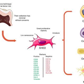 Different Neuronal Markers Can Be Expressed At Different Stages Of