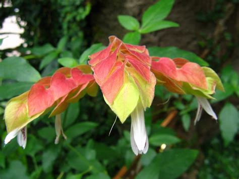 コエビソウ小海老草の花 いみしん新聞常陸の国