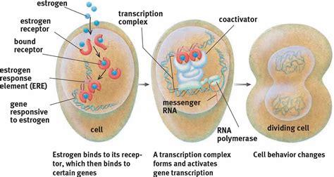 Mechanisms Of Hormone Action The Endocrine System MCAT Biology Review