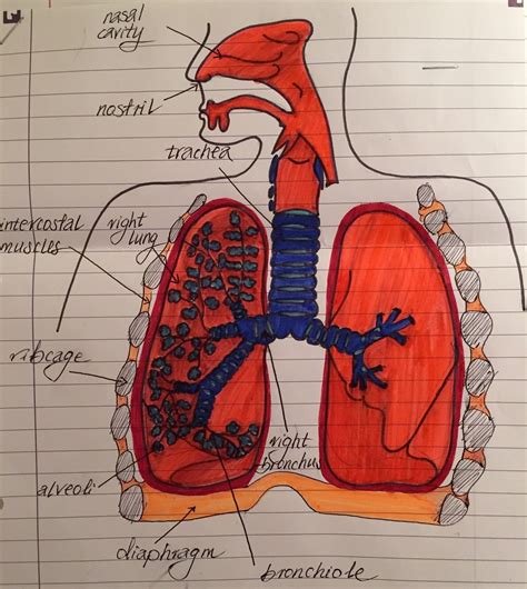 Respiratory System Diagram Model Respiratory System Diagram