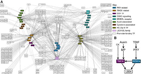 figure 1 from large scale biology article 1 a pxy mediated transcriptional network integrates