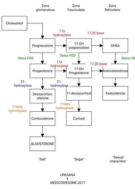 Adrenal Cortex Hormone Synthesis Pathway