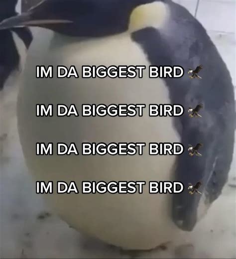 Im The Biggest Bird Rcumodeon