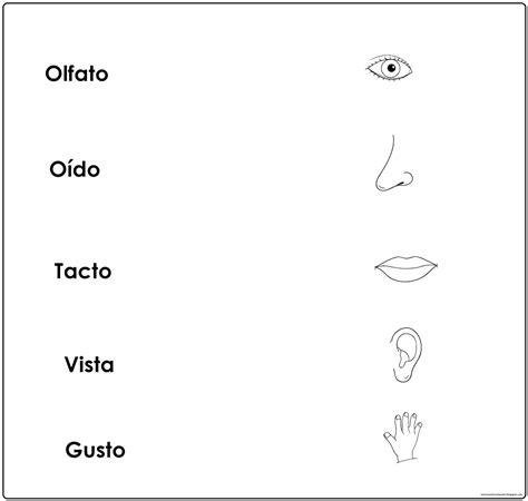 Lista 97 Foto Imágenes De Los 5 Sentidos Para Imprimir El último