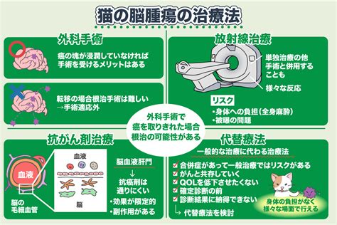 猫の脳腫瘍 原因や症状検査方法治療法改善完治のヒントコルディ研究室
