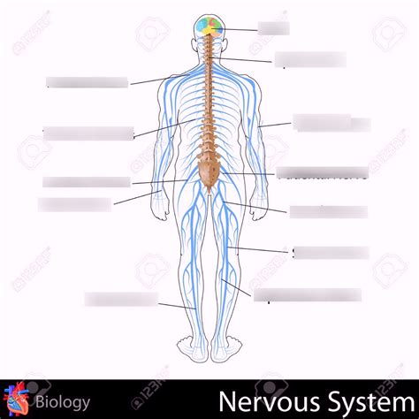 Nervous System Diagram Quizlet