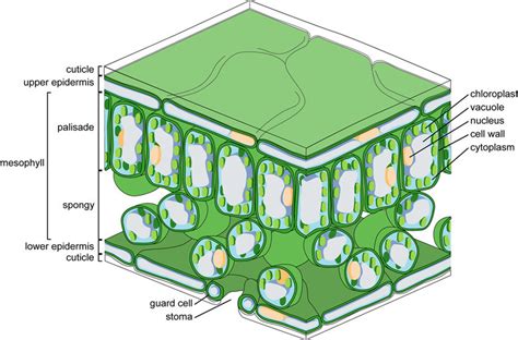 Cross Section Of Typical Leaf Showing Tissues And Structures Including