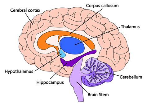 Parts Of The Brain Diagram And Function Free Printable Worksheet