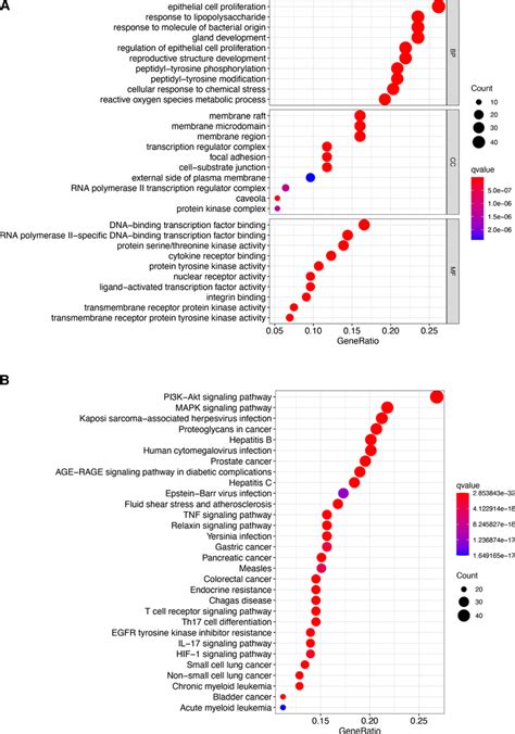 The Results Of The GO Enrichment Analysis And KEGG Signaling Pathway