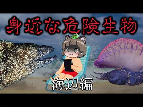 要注意日本に生息する身近な危険生物9選海辺編 ゆっくり解説まとめ